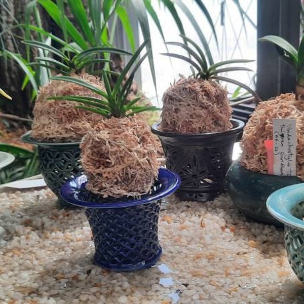 Furan Orchid Pot Fu Ran Pot Neofinetia Pot Fukiran Furan Pot Dendrobium ...