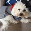 The Frenchman Cute Halloween Dog Costume Size Xxs-xlarge (small/medium ...