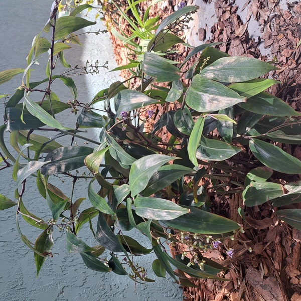 Weeping Blue Ginger – Dichorisandra Penduliflora 10 Inch Pot, Tropical ...