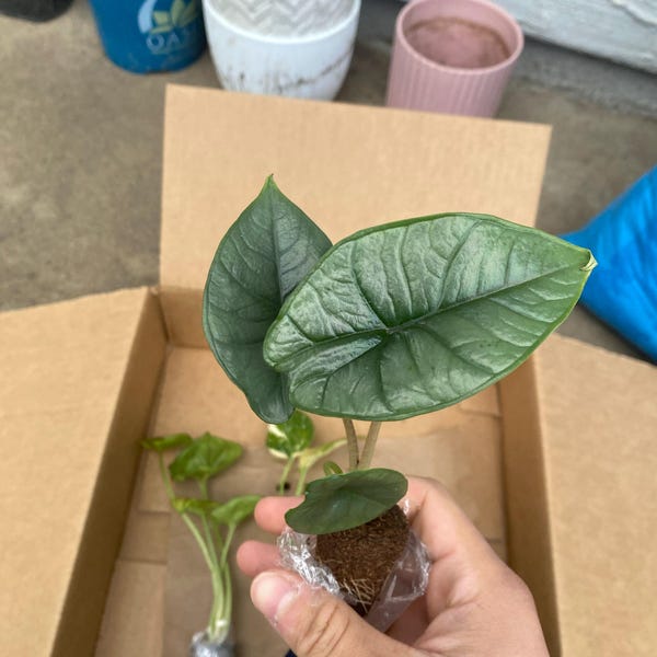 Alocasia Platinum “bisma” Starter Plant (ALL STARTER PLANTS Require You ...