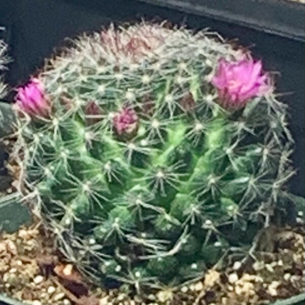 Rhipsalis Baccifera Subs. Horrida Mouse Tail Cactus 2 Inch Pot - Etsy