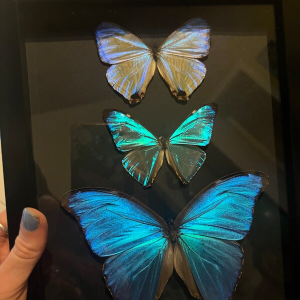 Rare Blue Morpho Butterfly Deluxe Collection on Black Velour 9x20 Morpho Helena, Giant Morpho ...