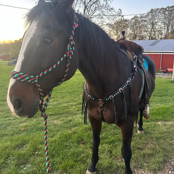 Custom Rope Halter With Lead Leather Bronc Noseband Hand Tooled - Etsy