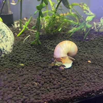 Super Snello 8oz Aquatic Snail Food Dehydrated Snail - Etsy