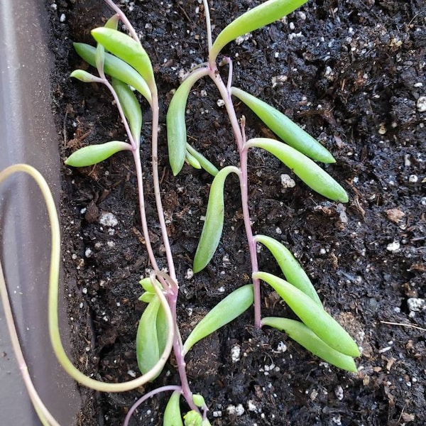 Bulbine Frutescens Succulent Cape Balsam Evergreen Drought Resistant ...