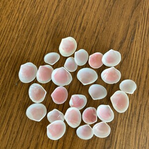 Pink Rose Cup Tellins Tellons Seashells-pink Seashells-beach - Etsy