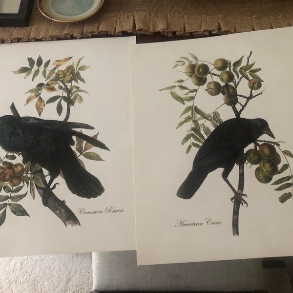 Audubon Raven and Crow Print Set No. 9, Art Prints, Vintage Bird Prints ...