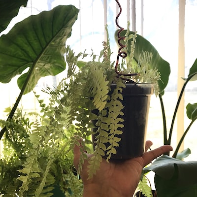 Cymbidium Orchid Potting Mix, Rich Organic Orchid Mix, Soil Based ...