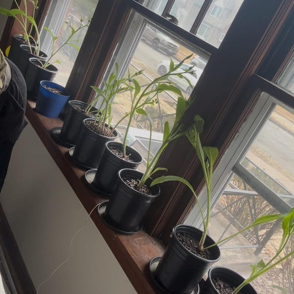 True Comfrey Crown Cuttings. (symphytum Officinale) Quality Roots ...