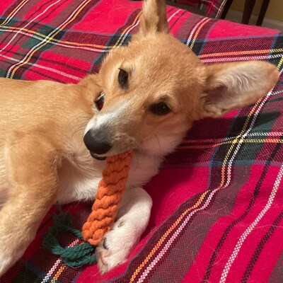 Talley's Blueberry Bonanza Dog Treats Whole Wheat Organic Bags or Large ...