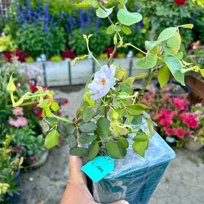 Rare New Rose. Red Juicy Terrazza. 红果汁flower Machine. Continue Blooming ...