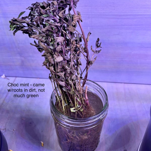 Bare Root Apple Mint Live Plant Live Mint Live Mint Plant - Etsy