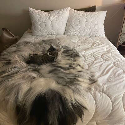 Real Sheepskin Dog Bed Cat Bed Fur Cozy Soft Bed Premium - Etsy