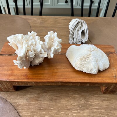 HUGE Vintage White Lightning Whelk Conch Seashell X-large - Etsy