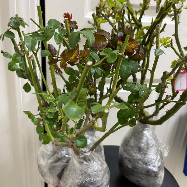 Rose romantic Antike 浪漫古董strong Fragrance Live Shrub Plant Ownroot, 1 ...