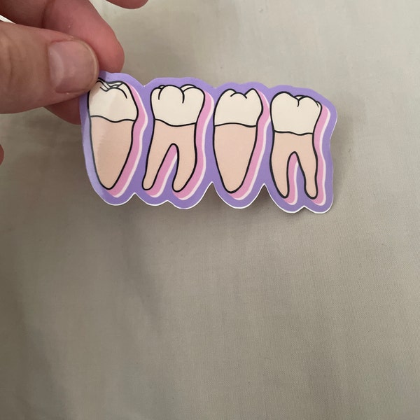 Anatomical Tooth Sticker Tooth Sticker Dental Sticker Dental Hygiene ...
