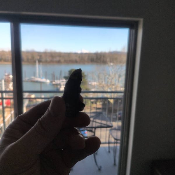 Sacred Fig Tree Seeds | Bodhi Tree Seeds | Pippala Tree Seeds | Peepal ...