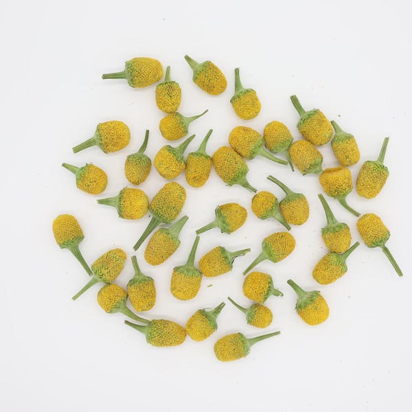 Buzz Buttons Edible Flowers | Freeze Dried | Grown in USA | Buzz Button ...