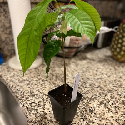 FORASTERO Theobroma Cacao Cocoa Chocolate Fruit Tropical Tree Potted ...
