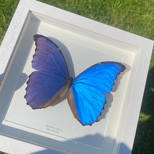 The Blushing Phantom Butterfly in Box Frame cithaerias Pireta - Etsy