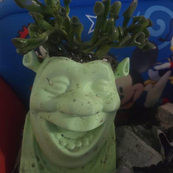 Ogre Ears Shrek ET Jade Plant Succulent Huge 5+" Cuttings or Rooted ...