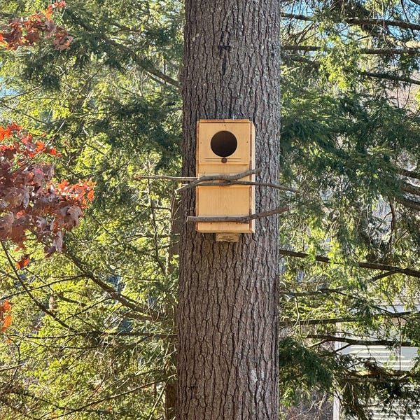 Barred or Great Horned Owl Nesting Box Made of Pine and Cedar - Etsy
