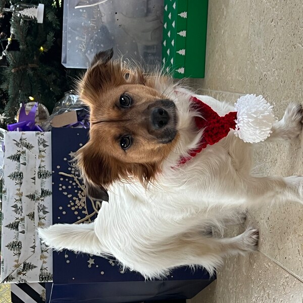Christmas Dog Scarf With Pompom - Available in 4 Colour Schemes - Santa ...