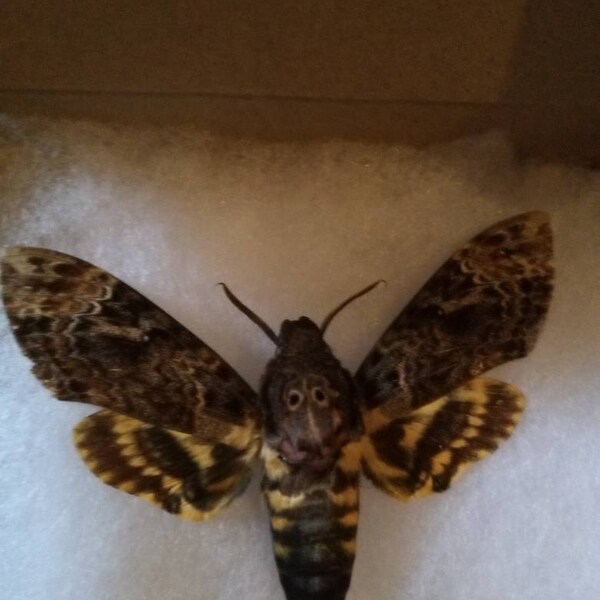 2 Real Death Head Moth Acherontia Spread Mounted Skull Moth Silence ...