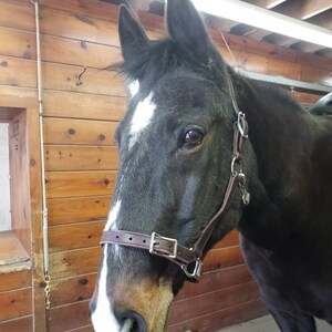 ARAB Size AUSTRALIAN Aussie Barcoo Outrider BRIDLE Made | Etsy