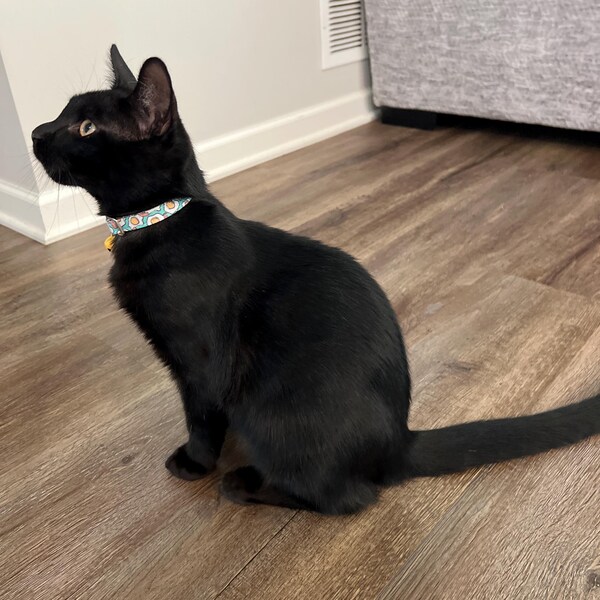 Strawberry Cat Collar Strawberry Kitten Collar Strawberry Collar ...