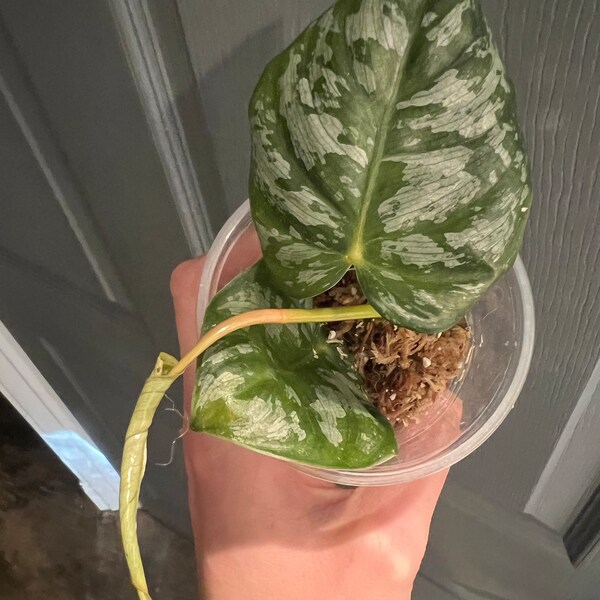 Philodendron Brandtianum Aff (wild Form) - Etsy