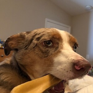 2 Pack of Aloha Crunch Bites. Churpi Yak Himalayan Puffs | Etsy