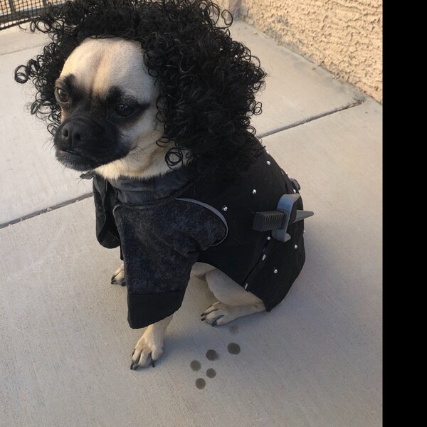 Dog Costume, Dog Thomas Jefferson Costume, Thomas Jefferson, Dog ...