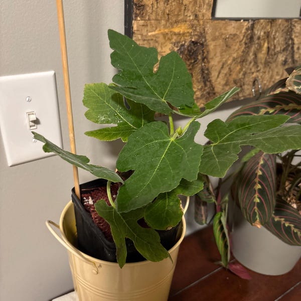 Fig Trees for Sale, Multiple Varieties Available. Well Rooted in Deep 4 ...