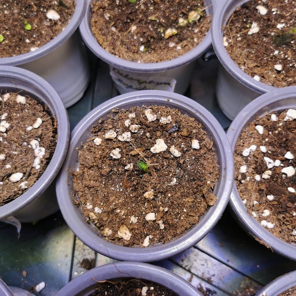 Protea Amplexicaulis / 5 Seeds (clasping-leaf Sugarbush) - Etsy Canada