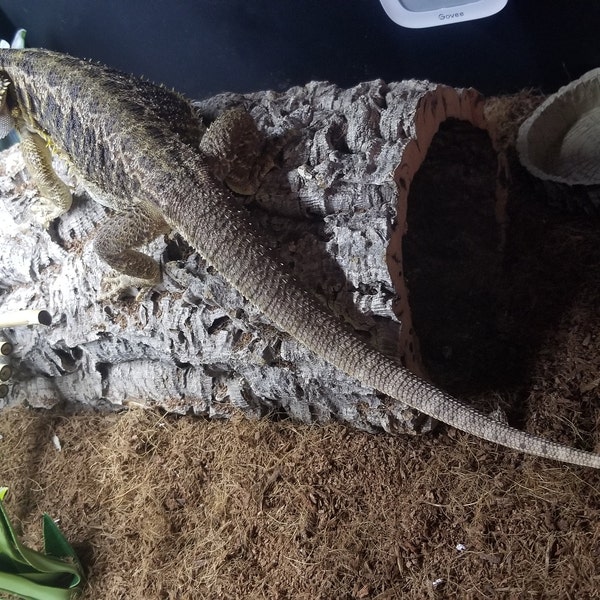 Cork Bark Rounds 2 Lbs - Animal Hides in a Terrarium / Vivarium - Etsy