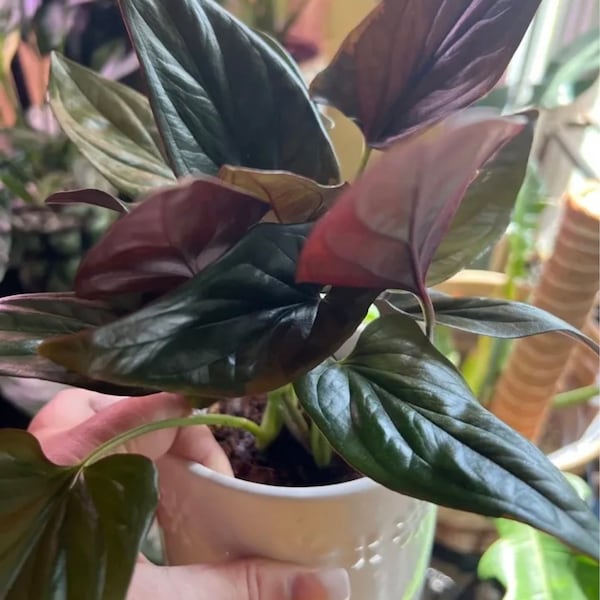 Syngonium Erythrophyllum "red Arrow": Live Indoor Plants - Easy Care ...