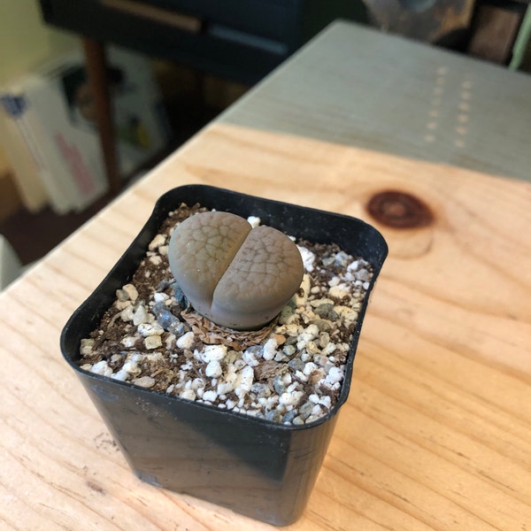 Lithops Rock Succulent Plant One Potted Plant - Etsy