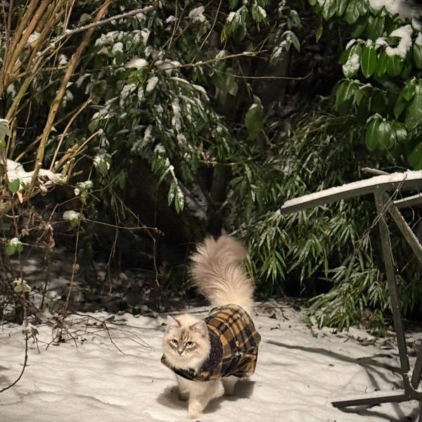 Plaid Fleece Cat Winter Jacket: Double Layer Polar Fleece - Etsy UK