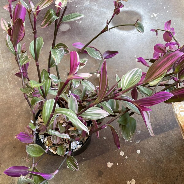 Sempre - Chocolate Anthurium - Rare Find - Actual Plant - Etsy