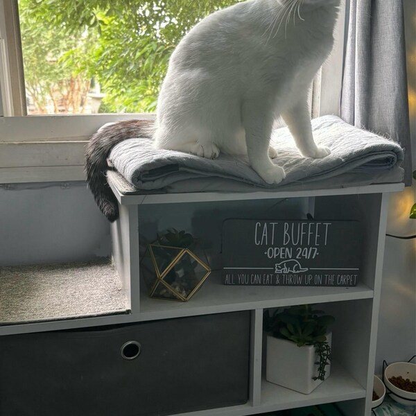 Funny Cat Sign, Cat Lovers Decor, Crazy Cat Lady, Funny Cat Quote, Wood ...