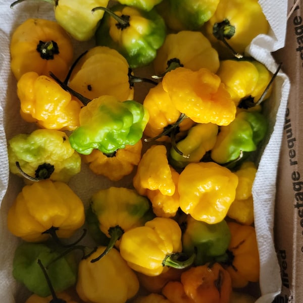 Whole Fresh Scotch Bonnet Peppers. Fresh Pods of Genuine Scotch Bonnets ...