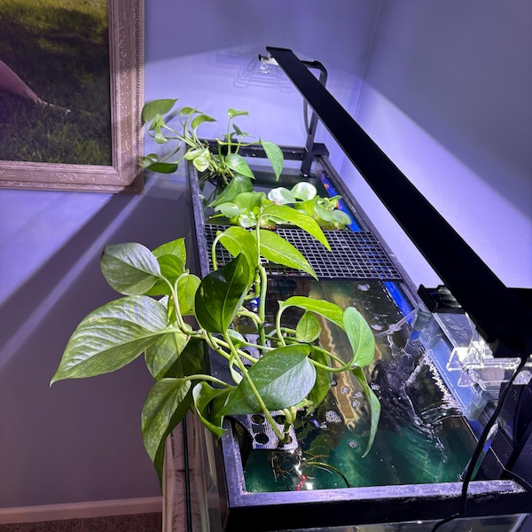 Propagation Rack for Aquariums - Etsy