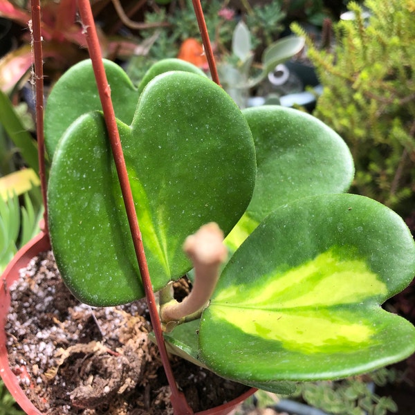 Hoya Kerrii 'picta' the Variegated Sweetheart Hoya, Rooted Plant - Etsy