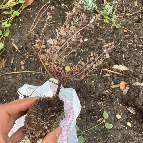 Gold Rush & Yellow Delicious Apple Tree Package - Etsy