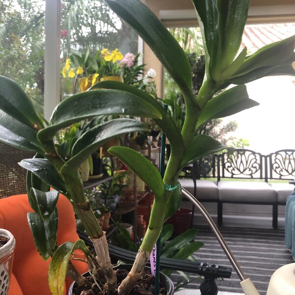 Orchid Plant LIVE Rlc. Amazing Thailand 'rainbow' Rare BLOOMING SIZE ...