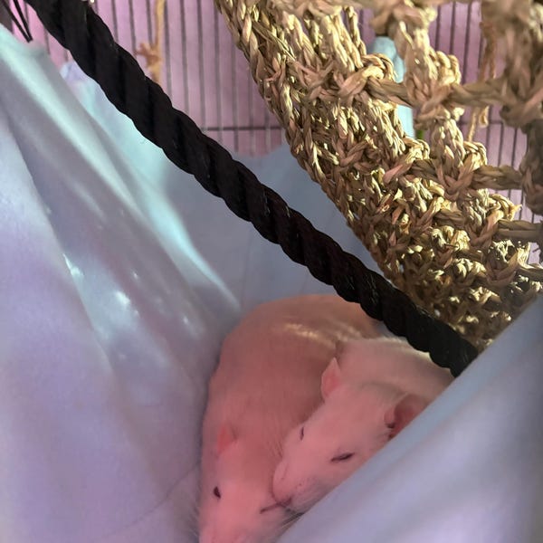 Pet Cargo Net for Cage Pet Rat Toy Accessories, Climbing Net, Fall ...