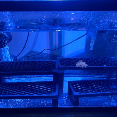 3 Tier Honeycomb Frag Rack System for 20g Long Aquarium Free Standing ...