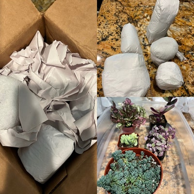Sedum Dasyphyllum Major Blue Tears Sedum Live Succulent Plants 2 4 6 ...