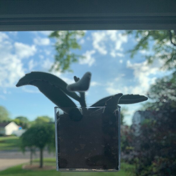 Suction Cup Window Planter -2 Inch Cube Style- Planter That Attaches to ...